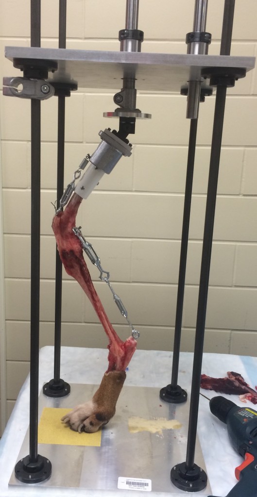 Canine CCL Repair (CBLO) – Biomechanical Environments Laboratories